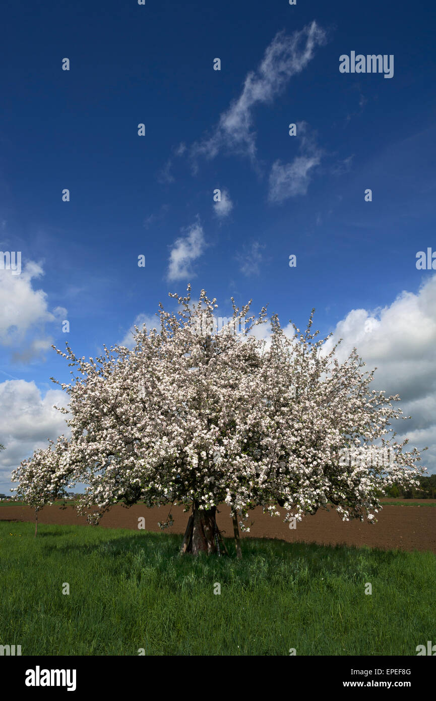 Apple tree (Malus domestica) in blossom, Bavaria, Germany Stock Photo ...