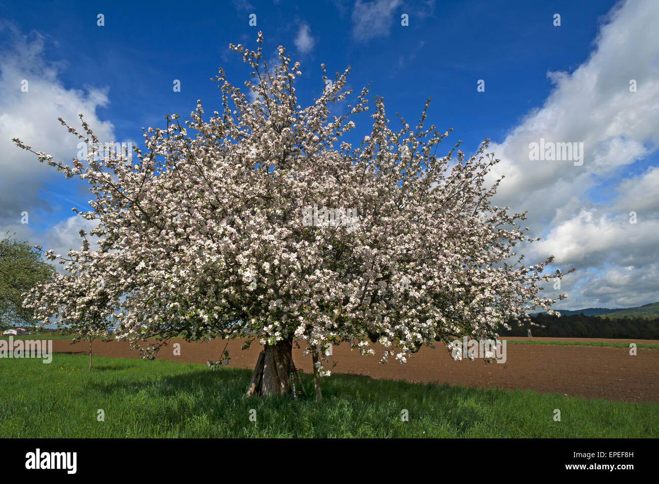 Apple tree (Malus domestica) in blossom, Bavaria, Germany Stock Photo ...