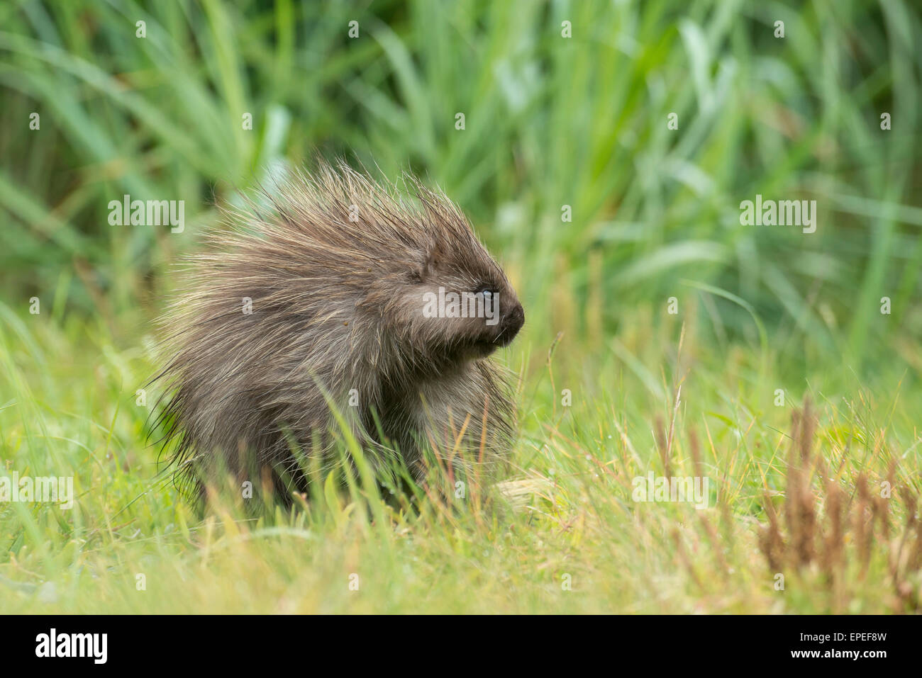 North American Porcupine (Erethizon dorsatum), Glacier Bay National ...
