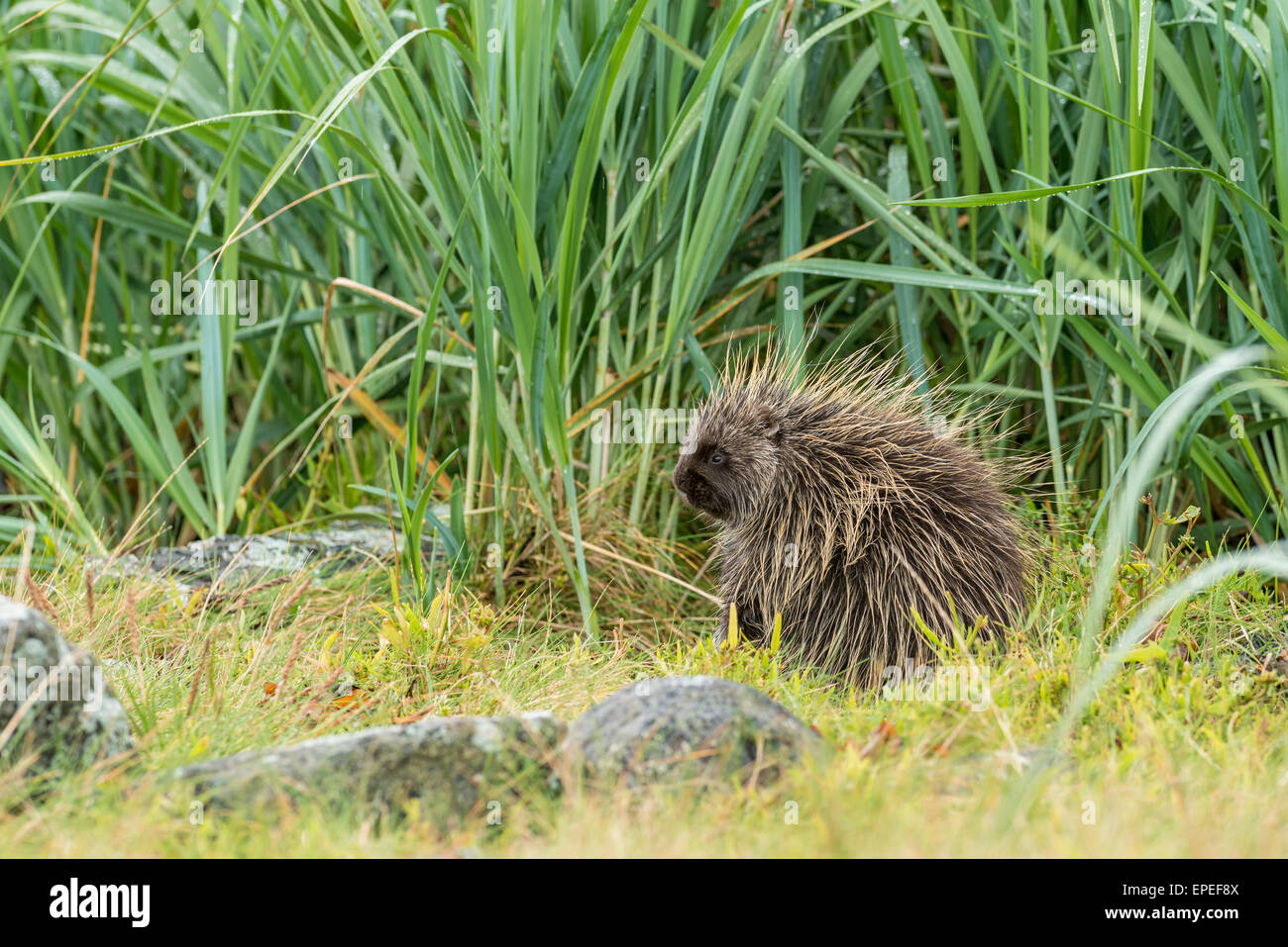 North American Porcupine (Erethizon dorsatum), Glacier Bay National ...