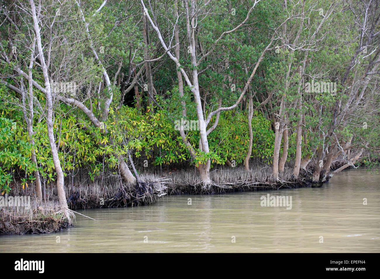 White Mangrove Roots