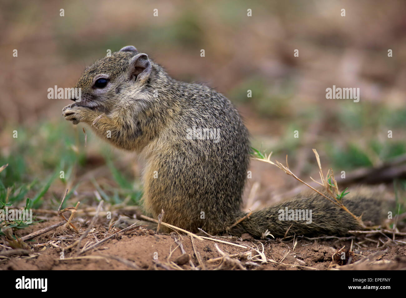 Smith's Bush Squirrel (Paraxerus cepapi), adult, feeding, Kruger ...