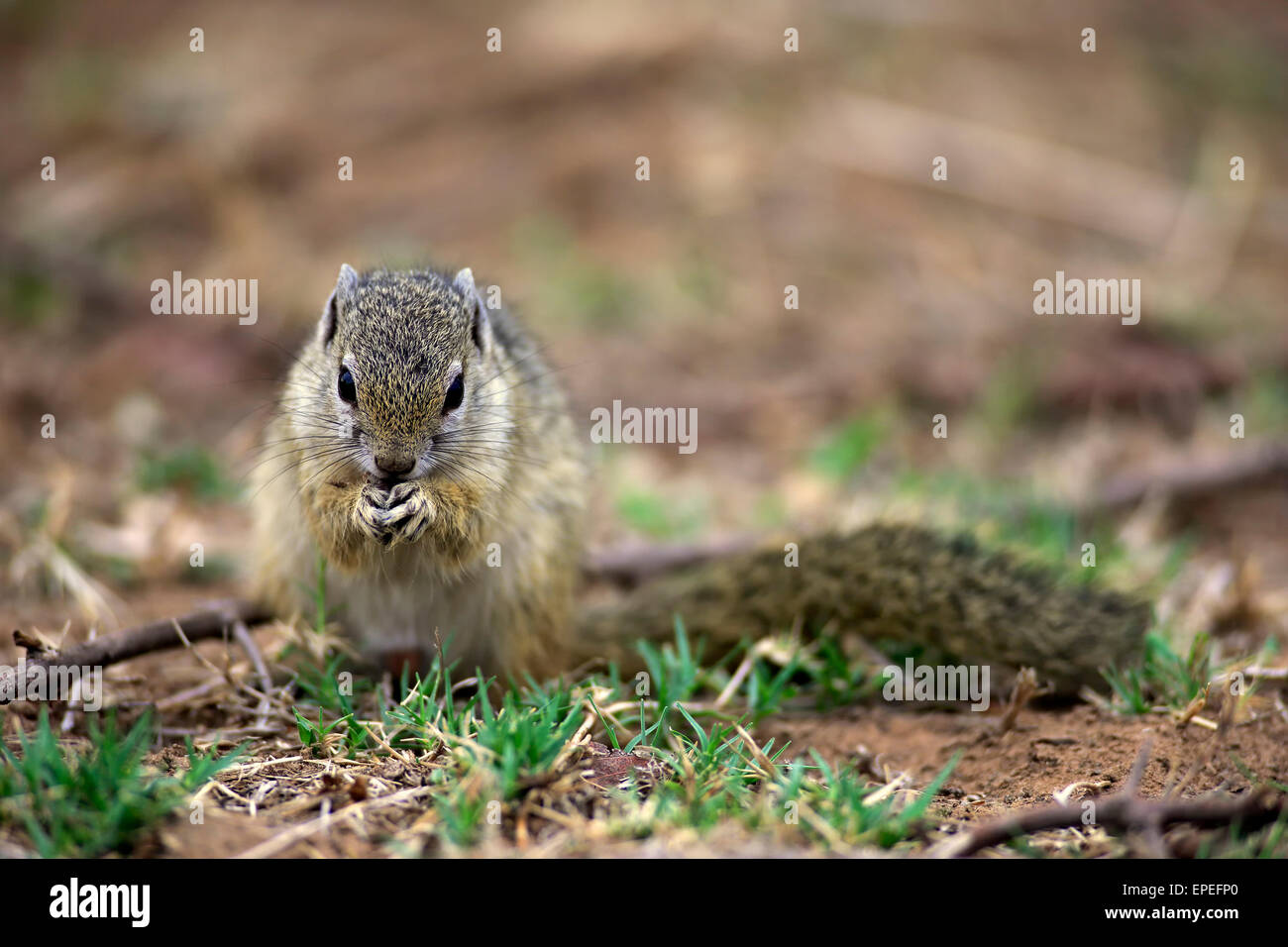 Smith's Bush Squirrel (Paraxerus cepapi), adult, feeding, Kruger ...