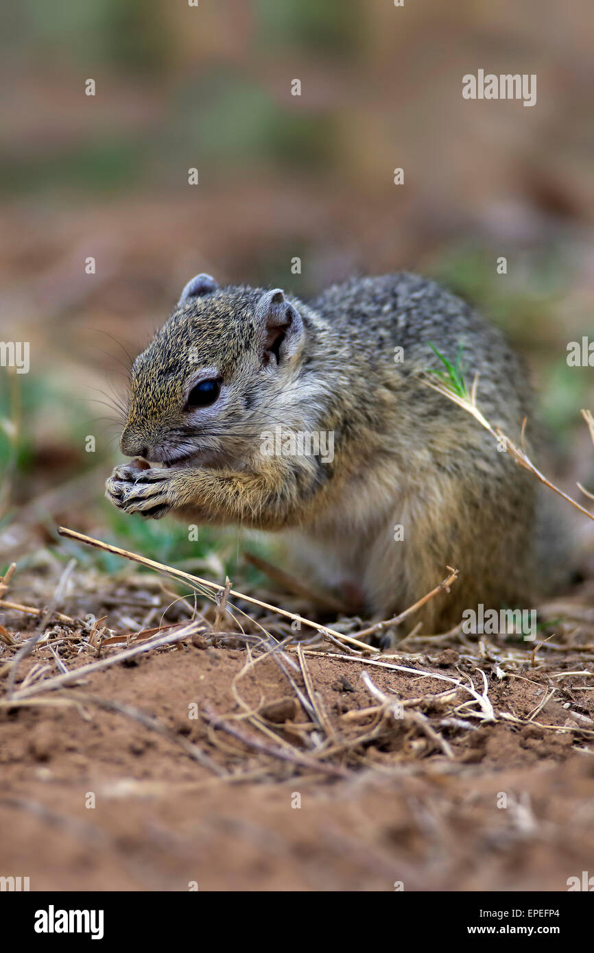 Smith's Bush Squirrel (Paraxerus cepapi), adult, feeding, Kruger ...