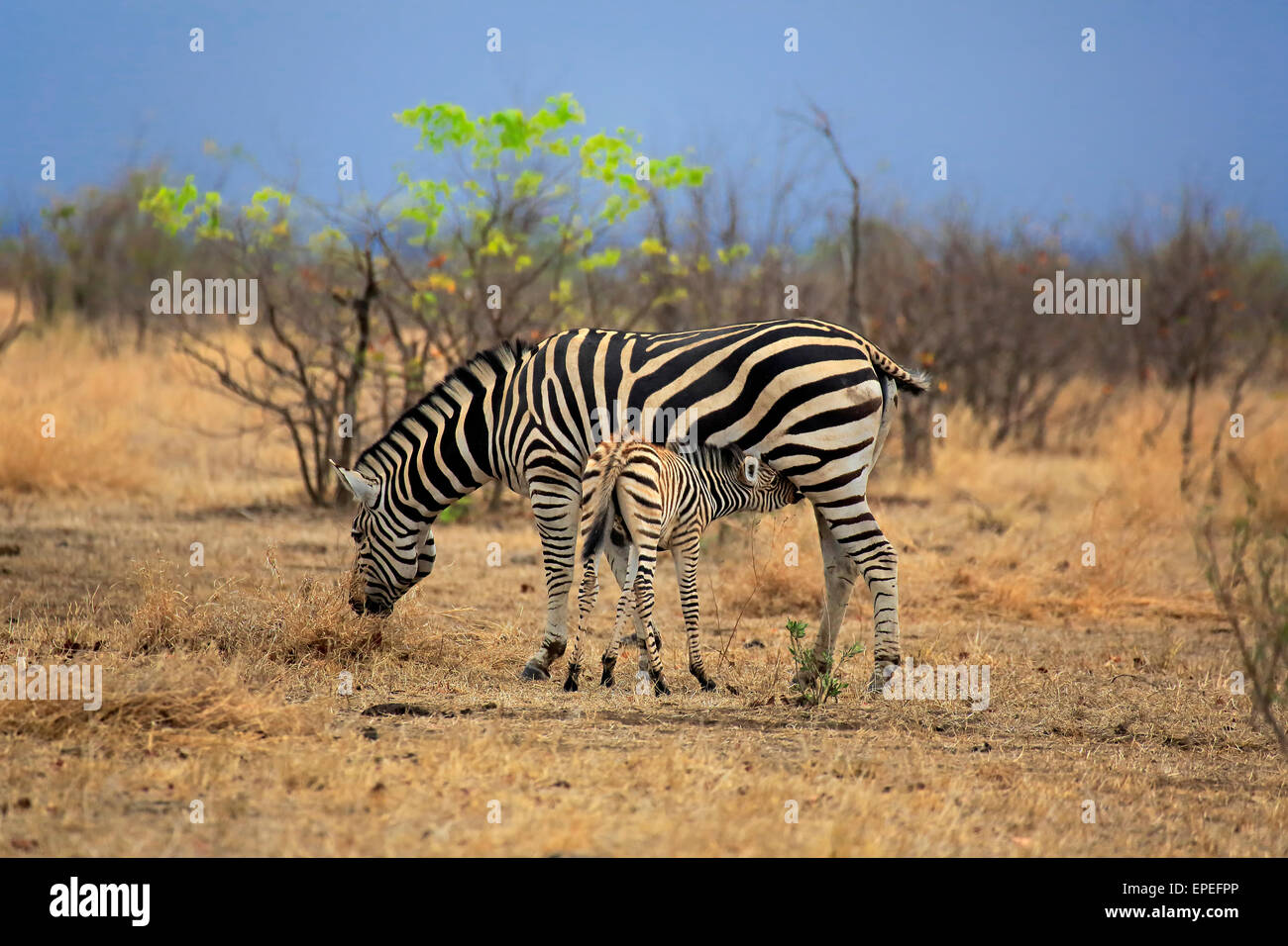Female zebra foal suckling hi-res stock photography and images - Alamy