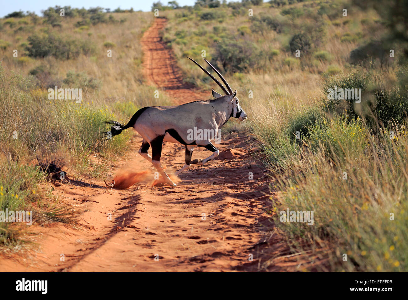 Gemsbok running desert hi-res stock photography and images - Alamy