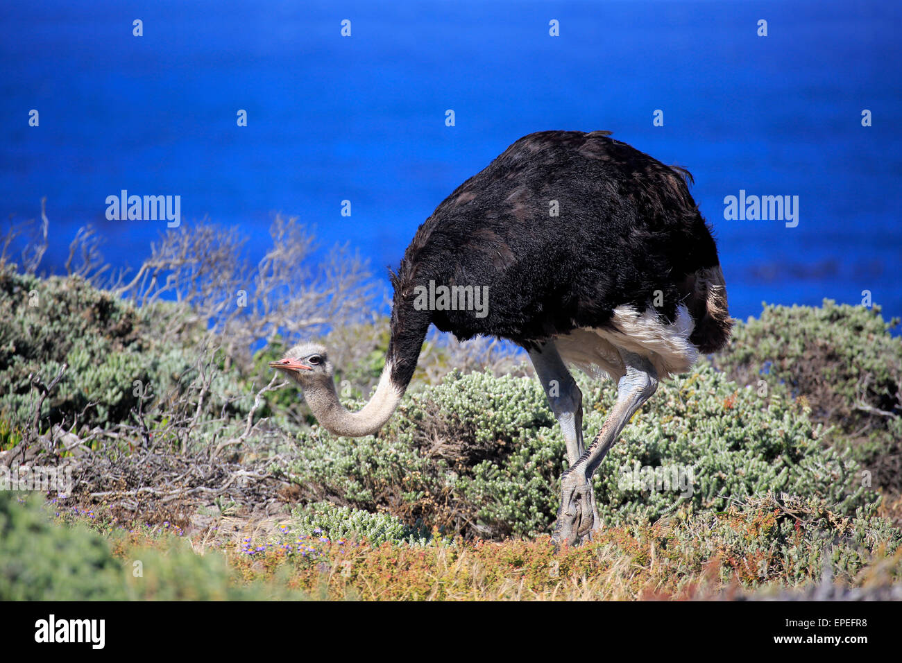 South African Ostrich (Struthio camelus australis), adult male ...