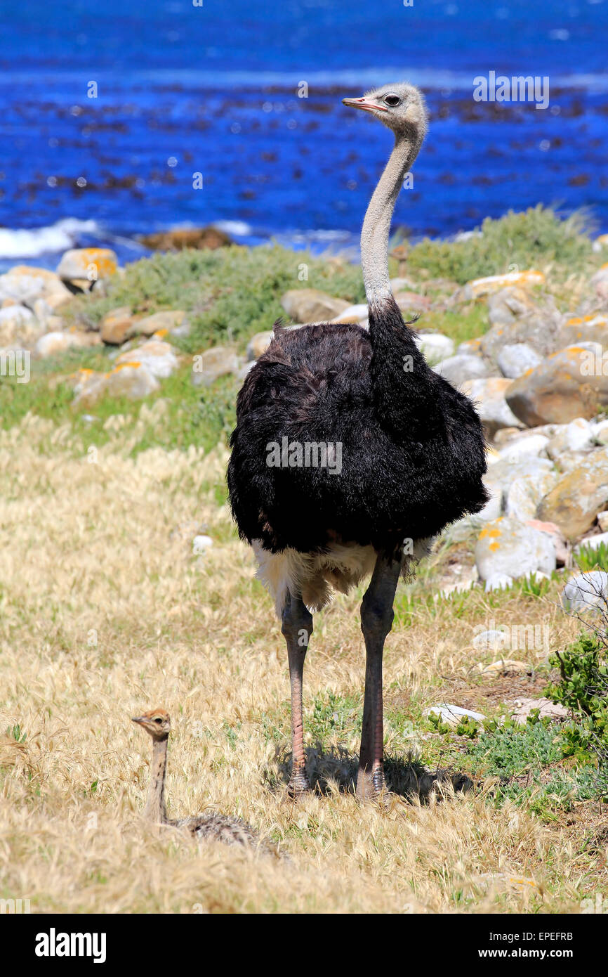 South African Ostrich (Struthio camelus australis), adult male with ...