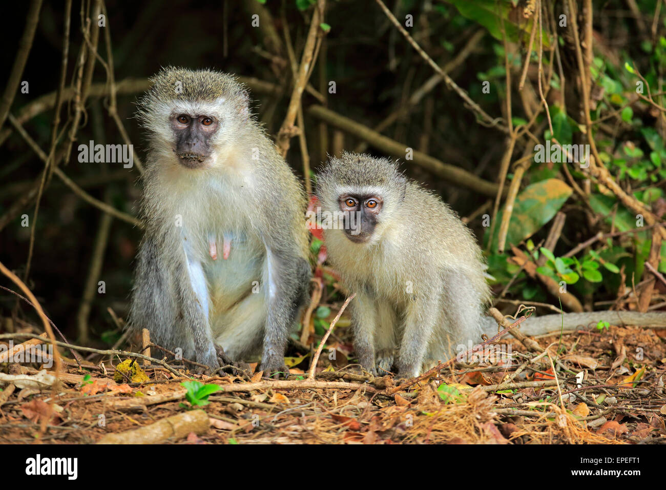 Vervet Monkey (Chlorocebus pygerythrus), female with young, Saint Lucia ...
