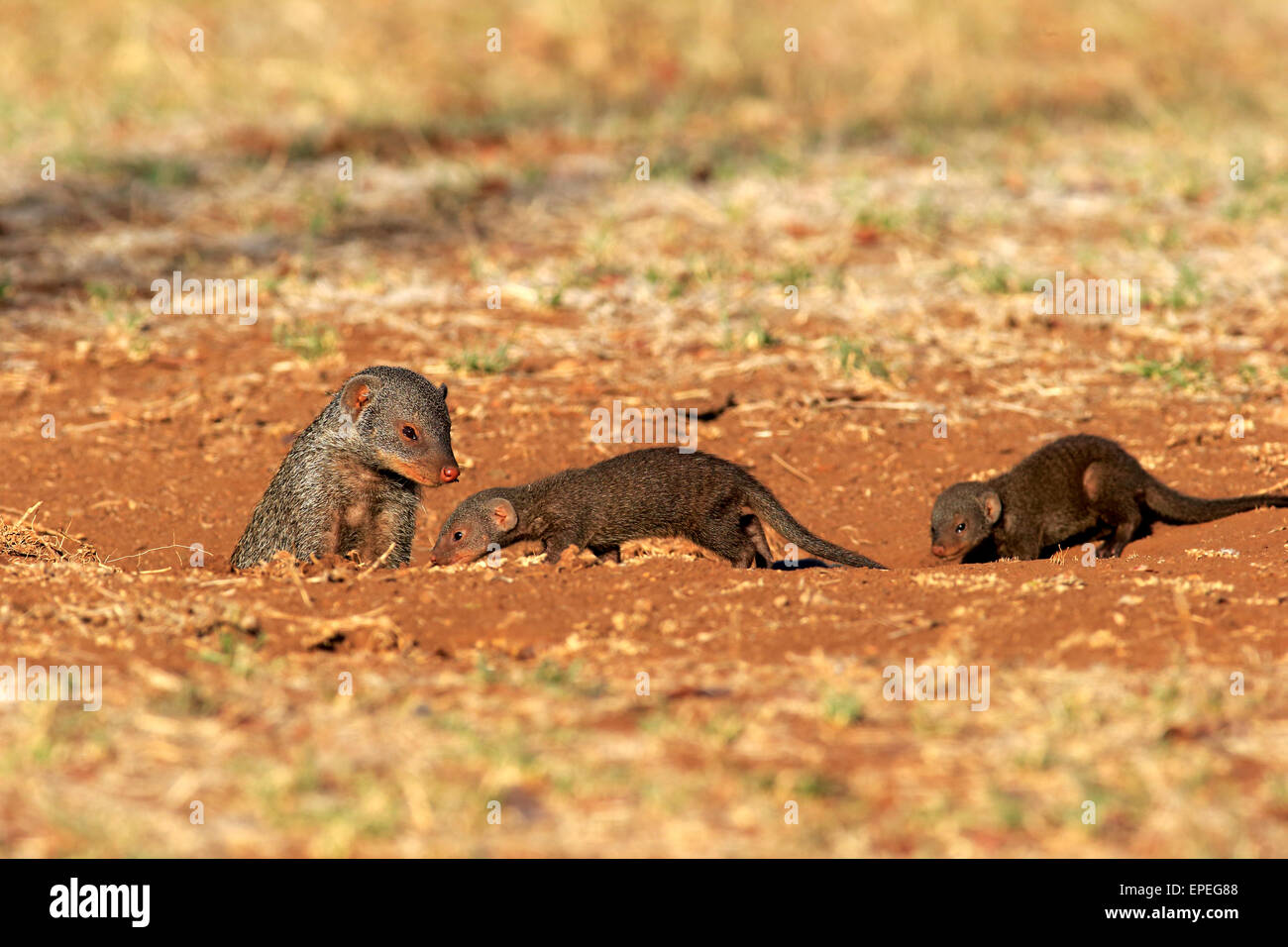 Adult with pups hi-res stock photography and images - Alamy