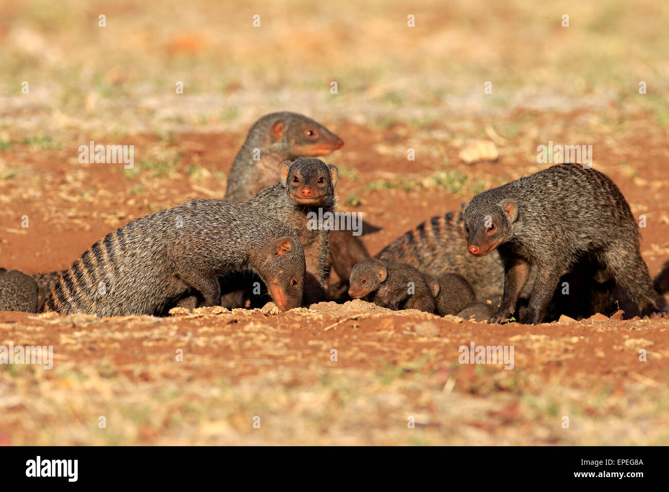 Banded Mongoose (Mungos mungo), mongoose family with pups, at the den ...
