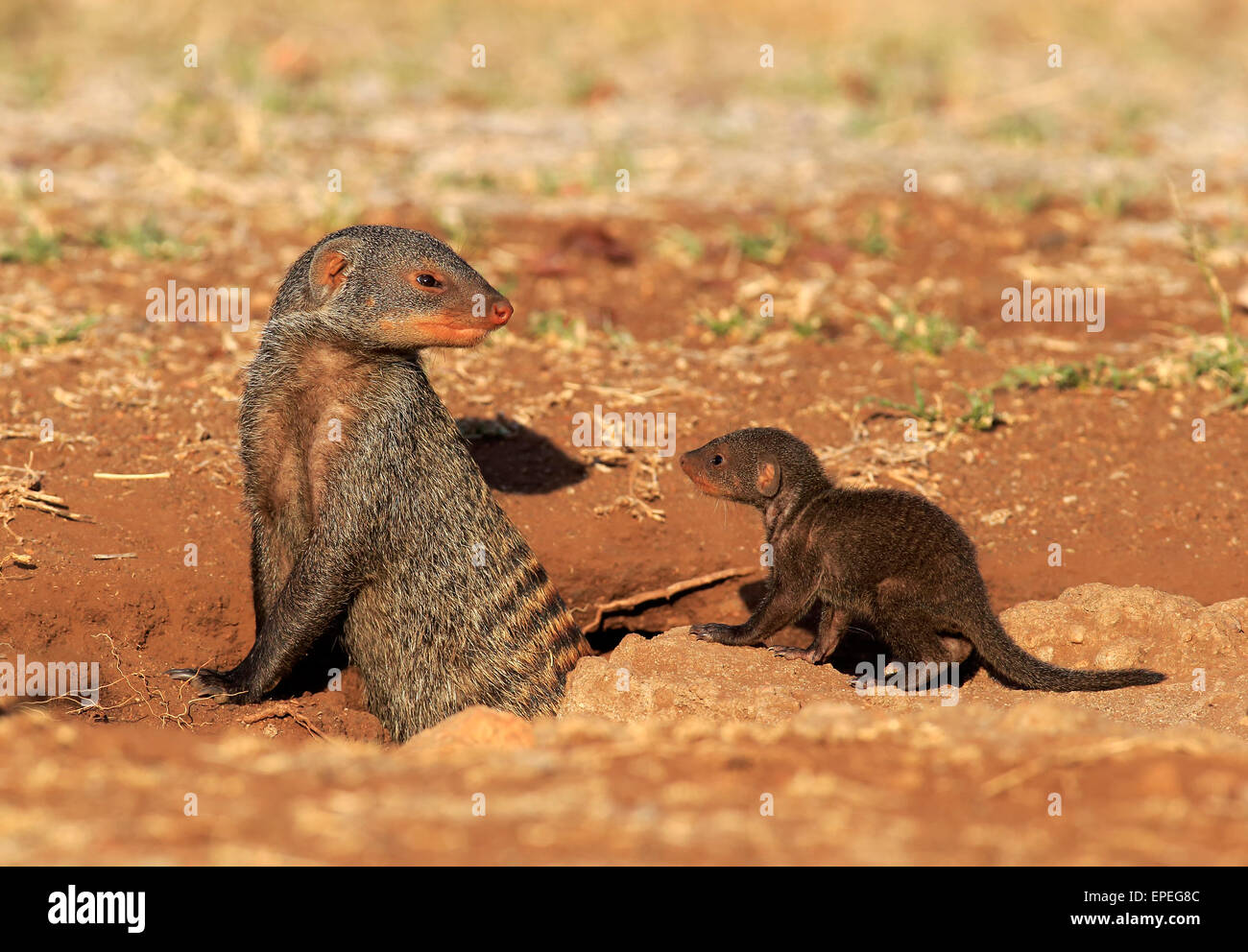 Banded Mongoose (Mungos mungo), adult with pup, at the den, Kruger ...