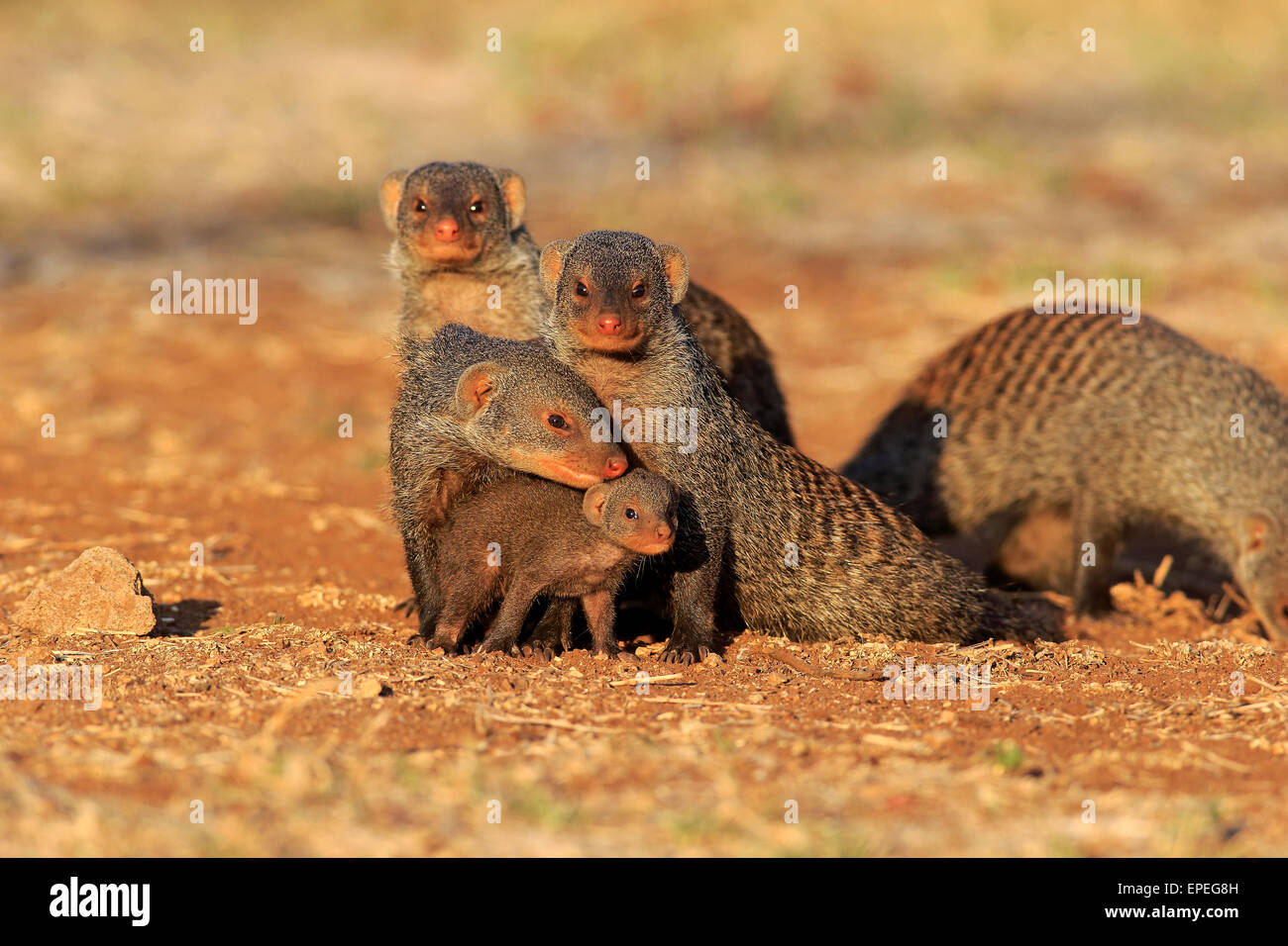 Banded Mongoose (Mungos mungo), mongoose family with pup, at the den ...