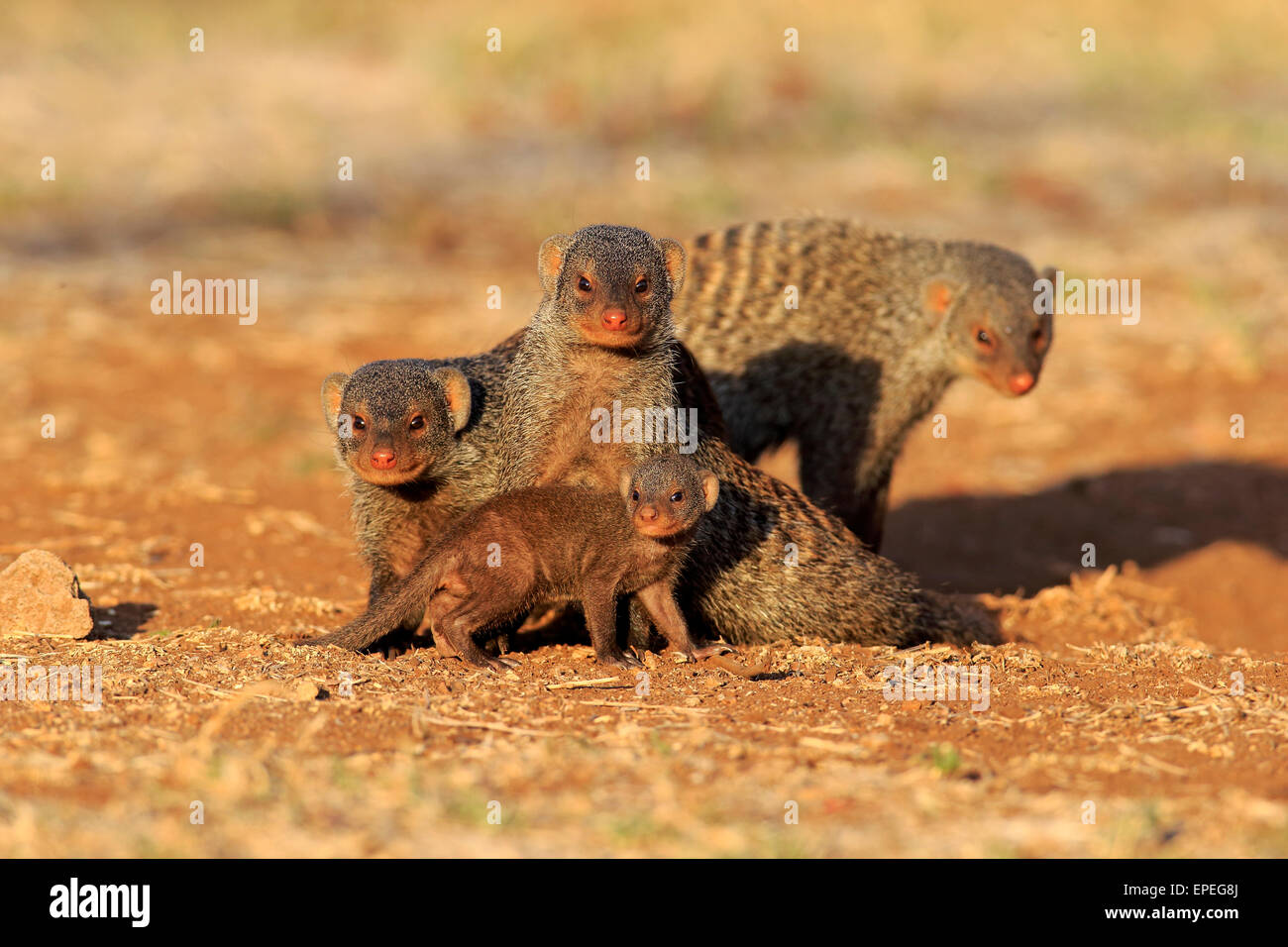 Banded Mongoose (Mungos mungo), mongoose family with pup, at the den ...