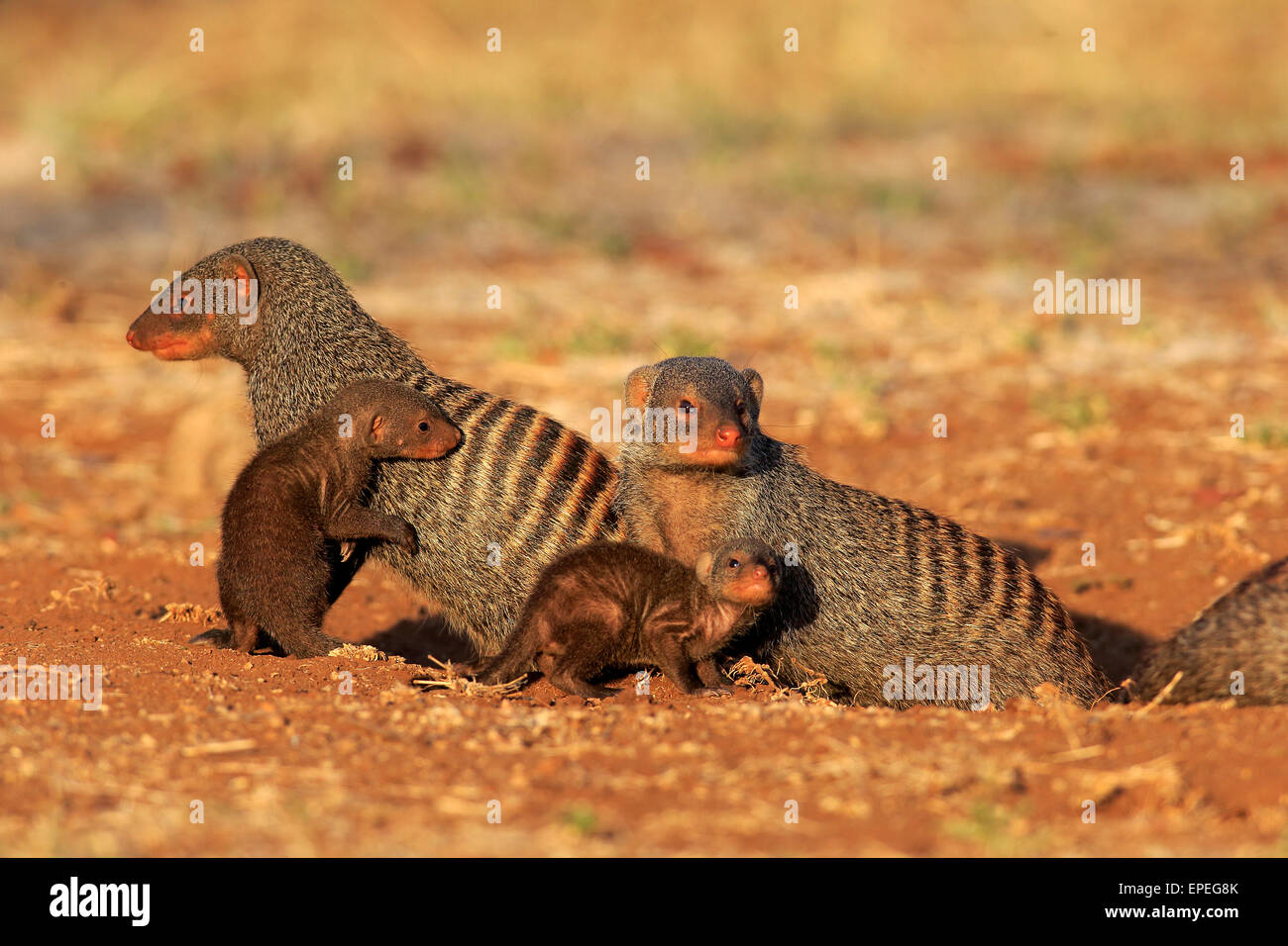 Mongoose family hi-res stock photography and images - Alamy