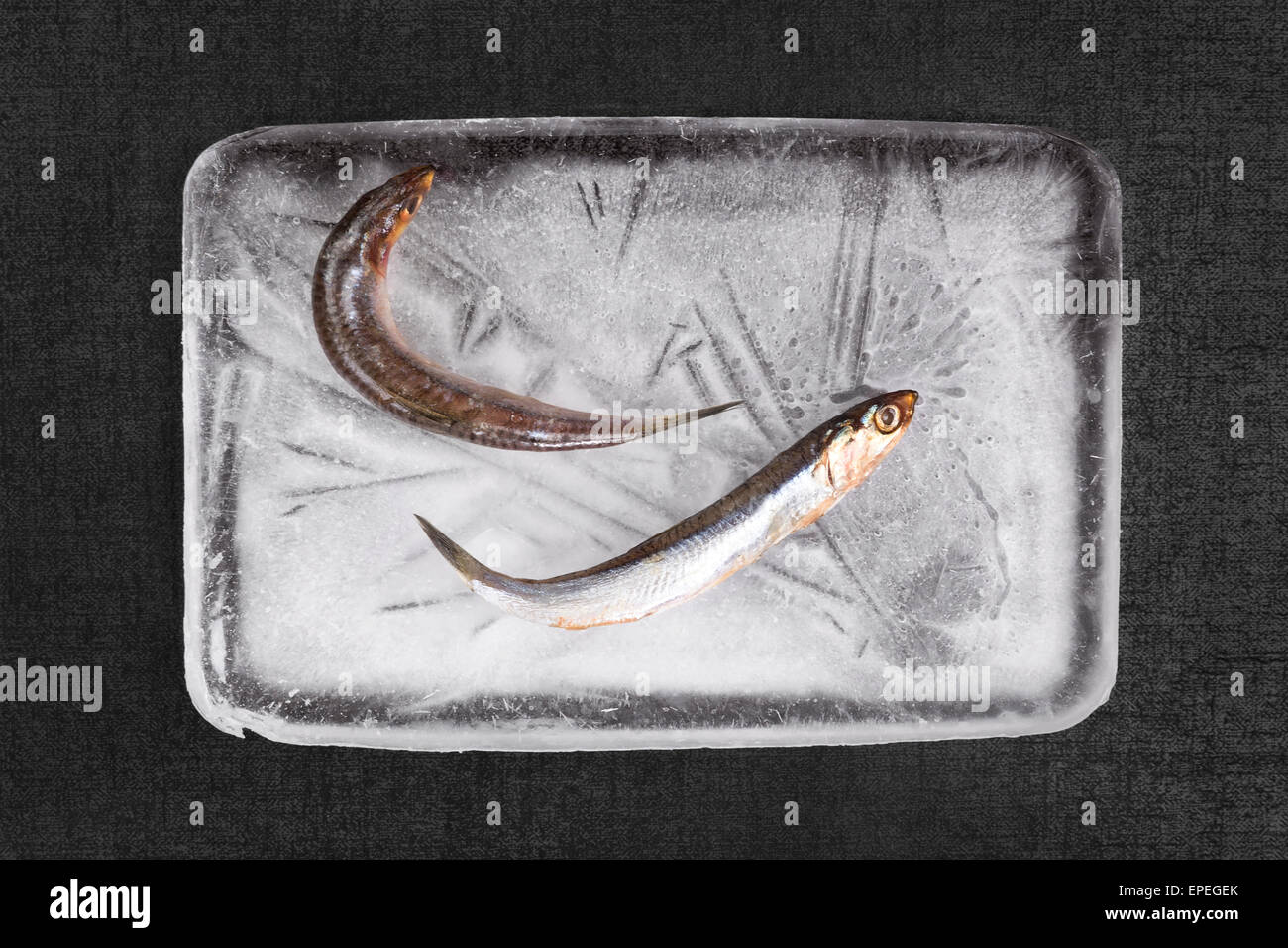 Mediterranean seafood concept. Fresh sardine fish on ice plate with ...