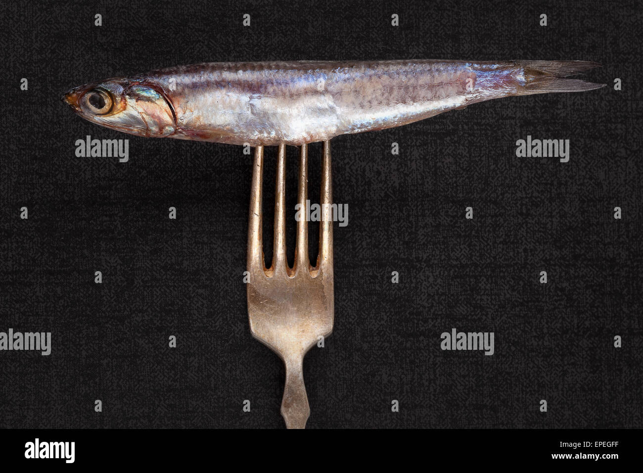 Fresh sardine fish on silver fork isolated on black background ...
