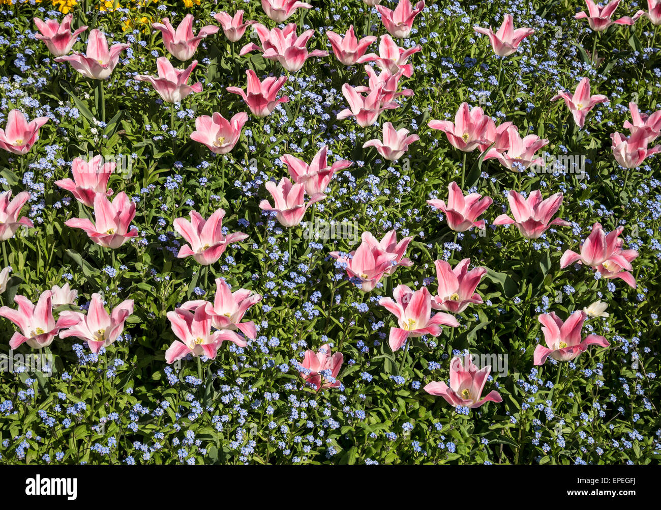 Spring floral uk landscape hi-res stock photography and images - Alamy