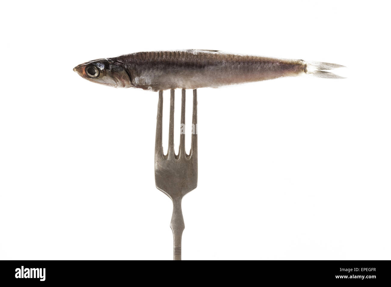 Fresh anchovy fish on fork isolated on white background. Conceptual ...