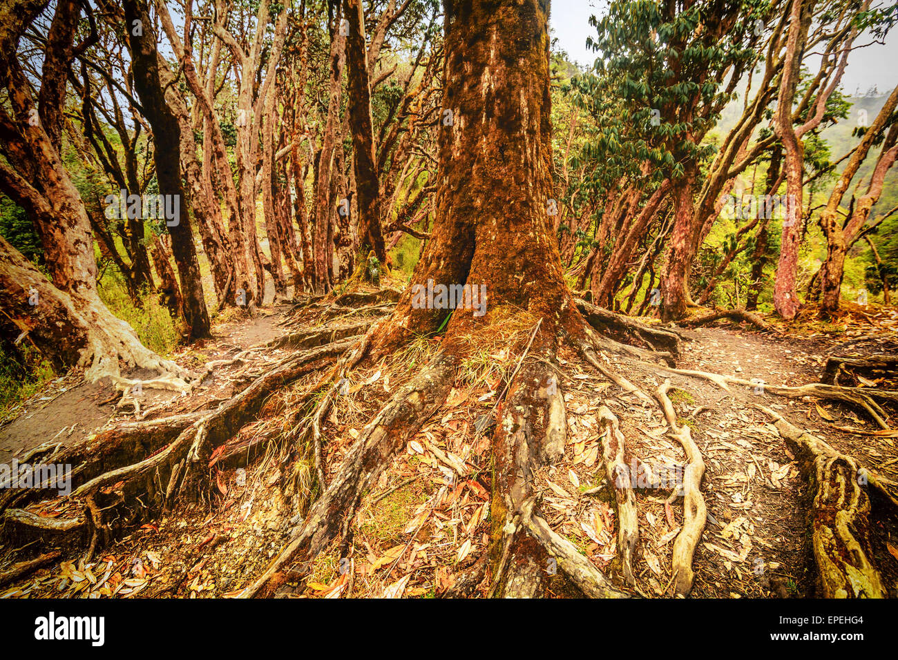 Nepal tree hi-res stock photography and images - Alamy