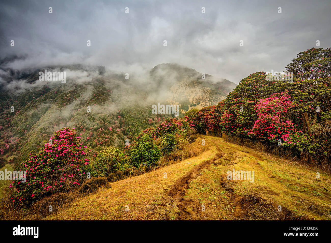Himalayan vegetation trees hi-res stock photography and images - Alamy