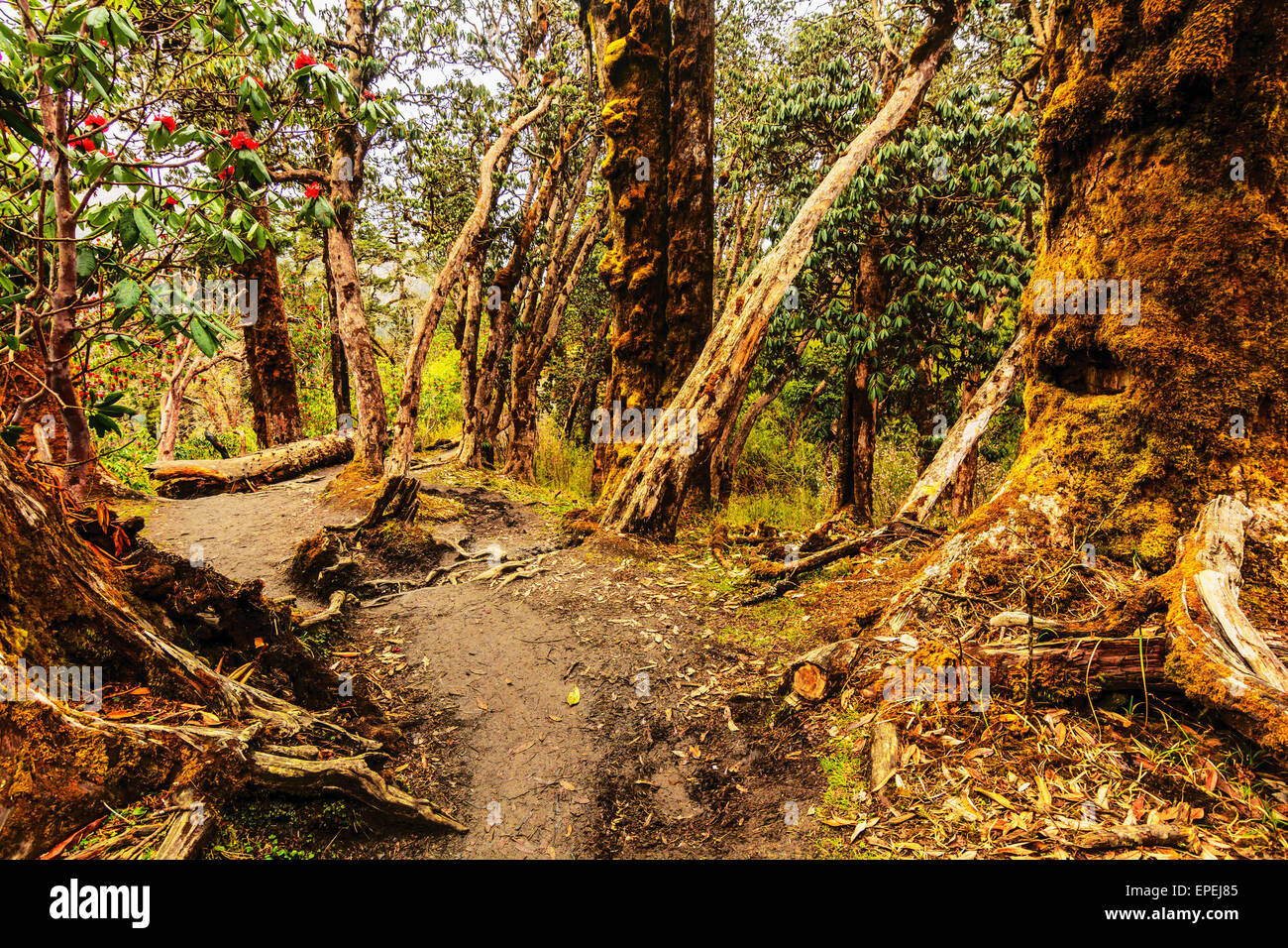 Nepal forest hi-res stock photography and images - Alamy