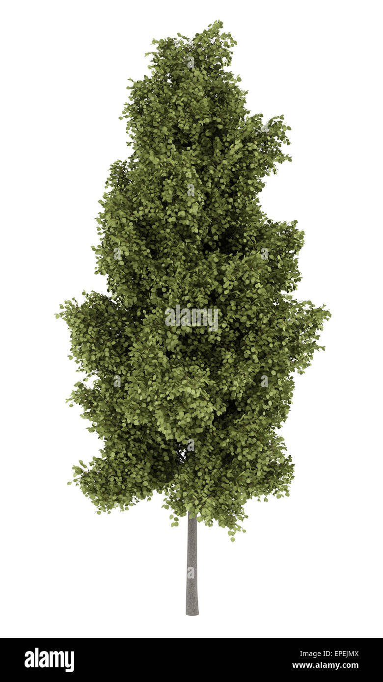 poplar tree isolated on white background Stock Photo - Alamy