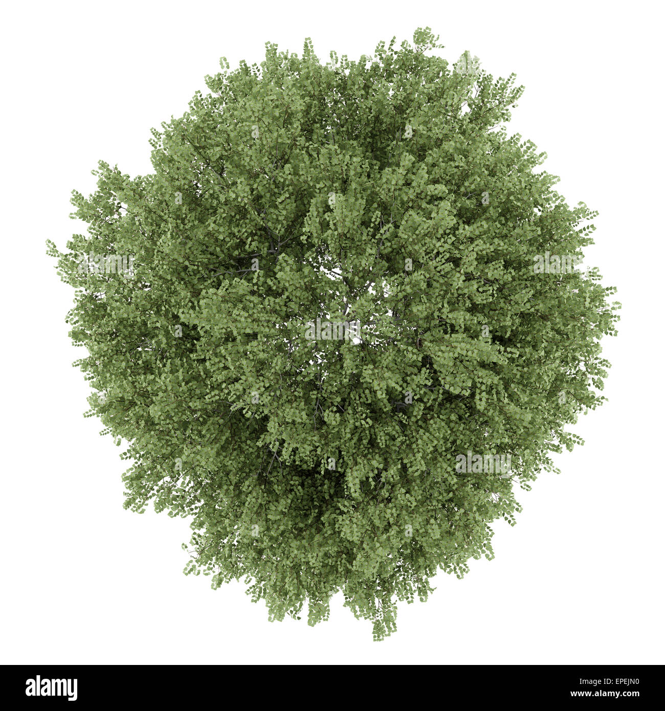 Top view silver birch tree hi-res stock photography and images - Alamy