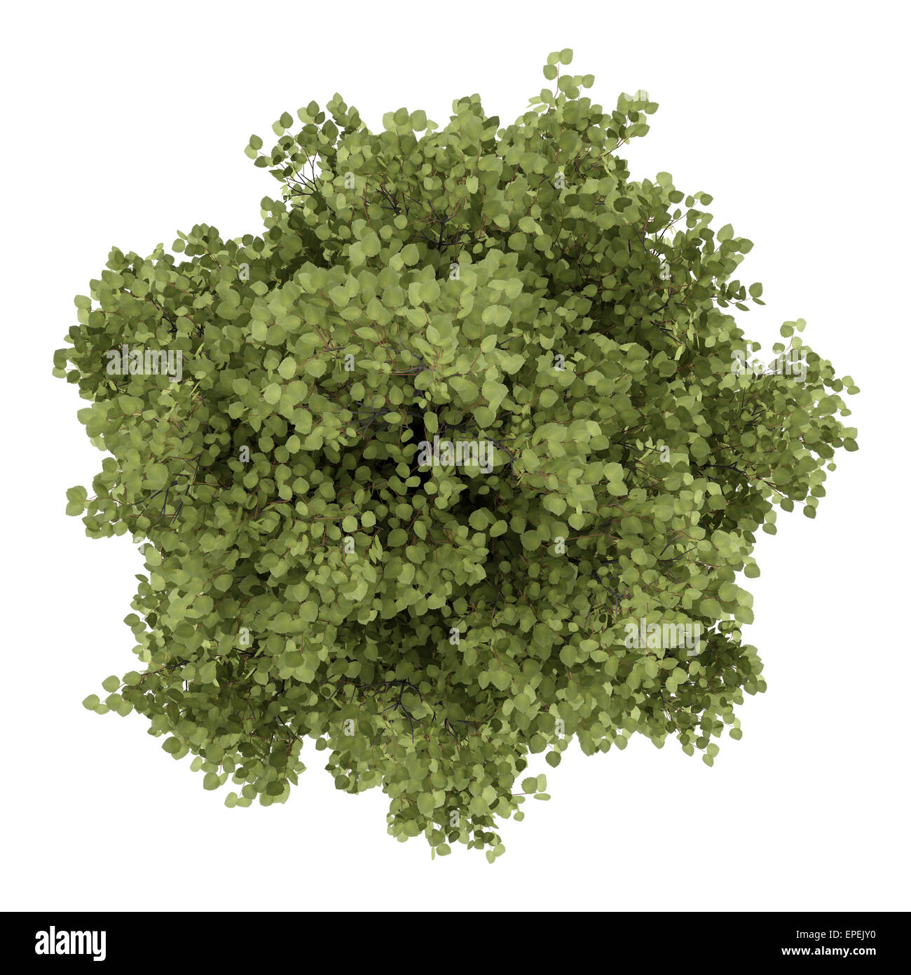 top view of poplar tree isolated on white Stock Photo - Alamy