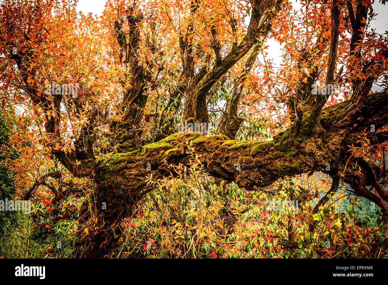 Nepal forest hi-res stock photography and images - Alamy