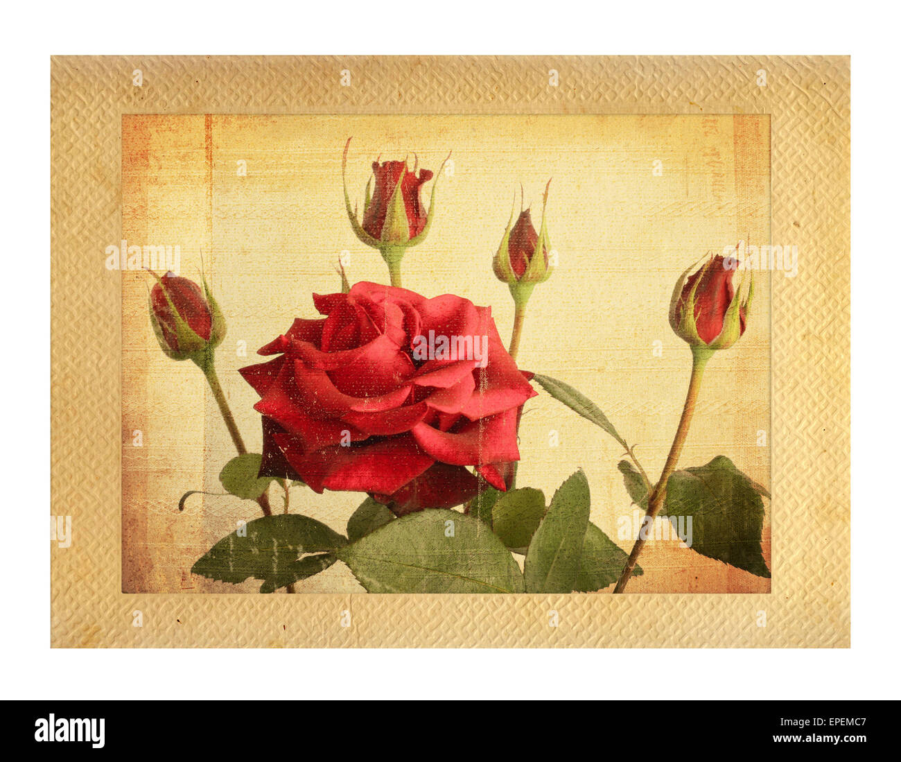 Vintage photo rose garden Cut Out Stock Images & Pictures - Alamy