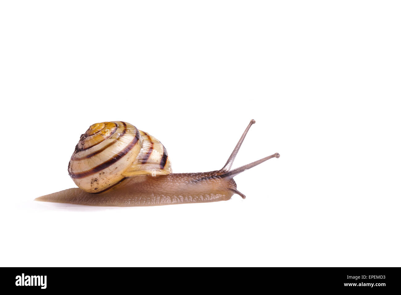 Brown Garden Snail. isolated on white with copy space Stock Photo - Alamy