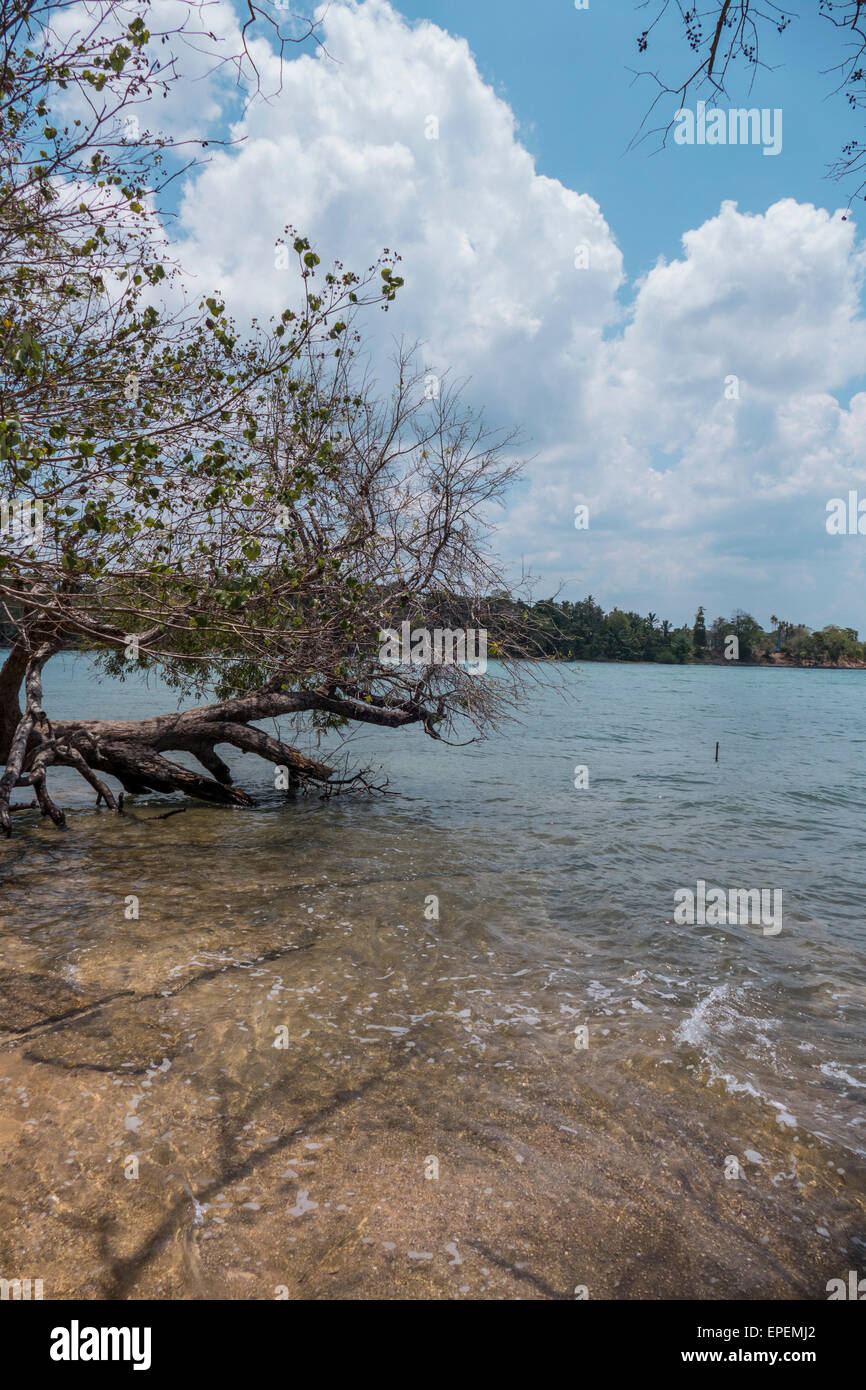 Krabi fossil shell beach hi-res stock photography and images - Alamy