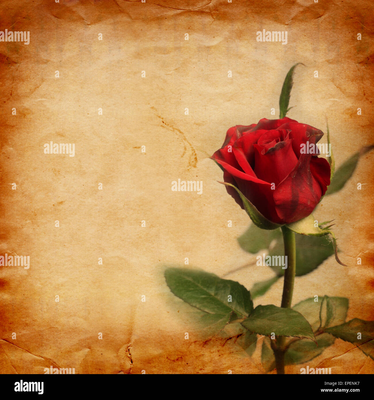 Roses on old paper design hi-res stock photography and images - Alamy