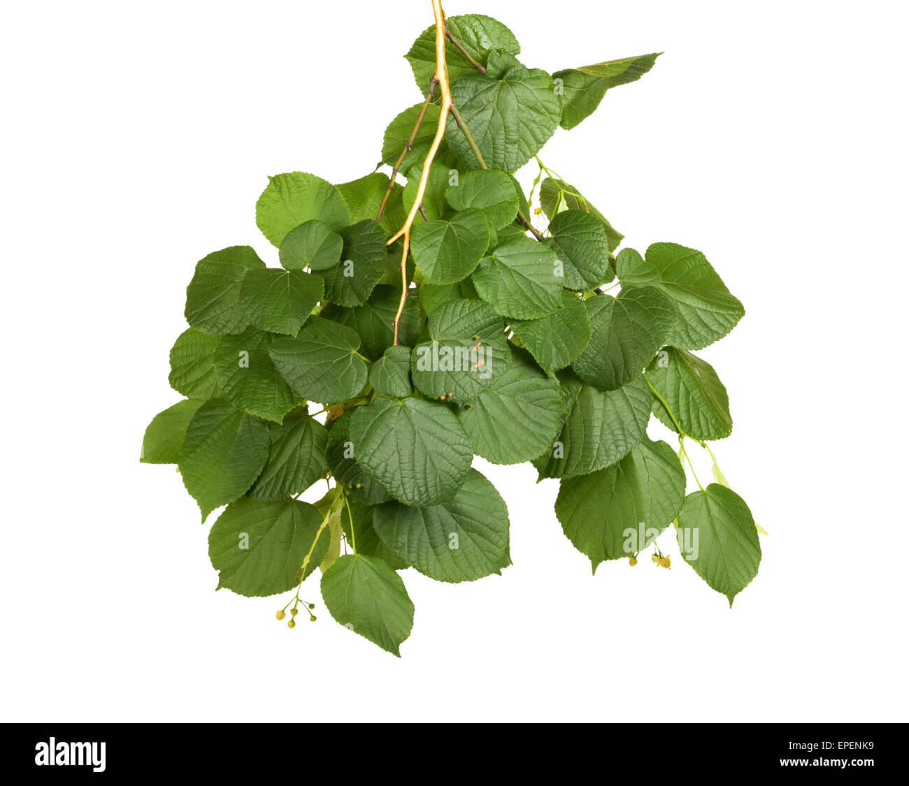 Branch with green leaves isolated on white background Stock Photo - Alamy