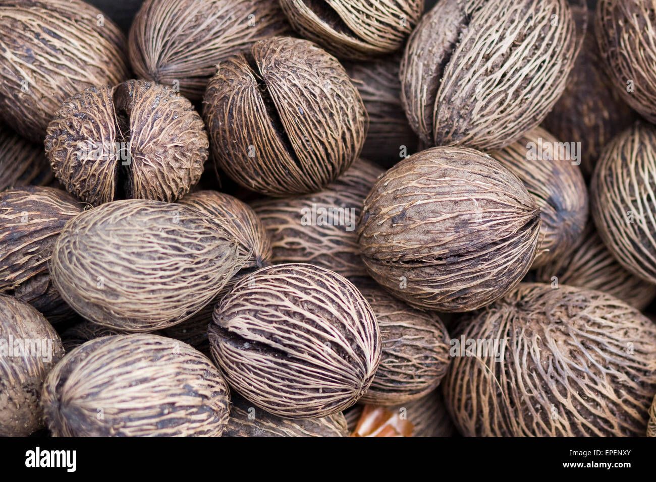 Buddha palm bulbs Stock Photo - Alamy