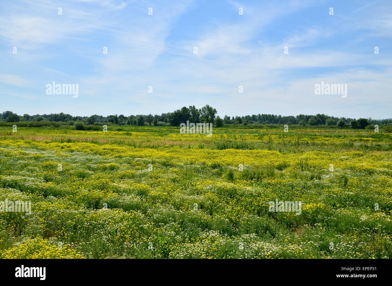 Chamomile fields in blossom in spring time Stock Photo - Alamy