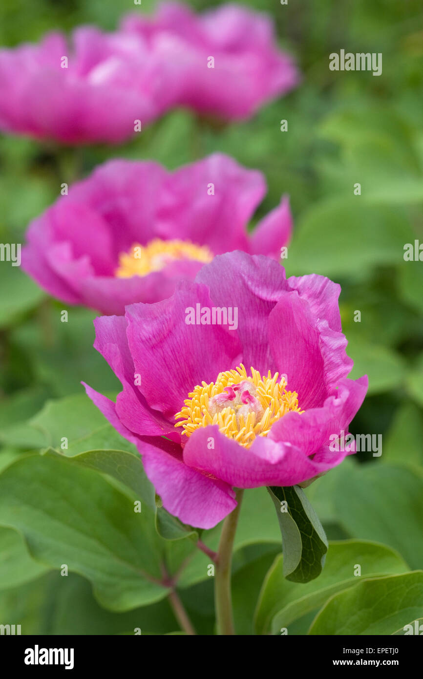 Pink Peony flower in Spring Stock Photo - Alamy