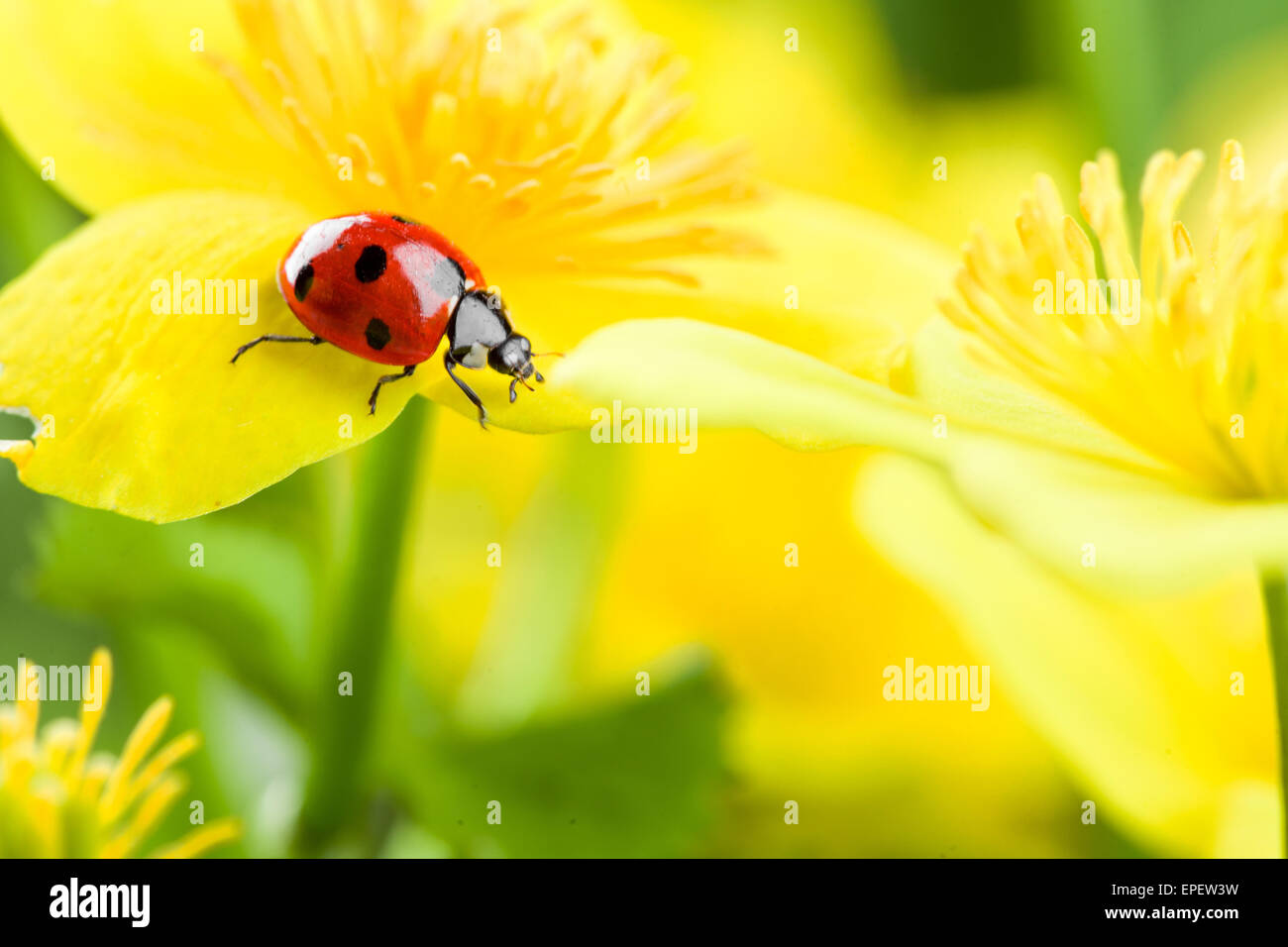 ladybug on yellow flower Stock Photo - Alamy