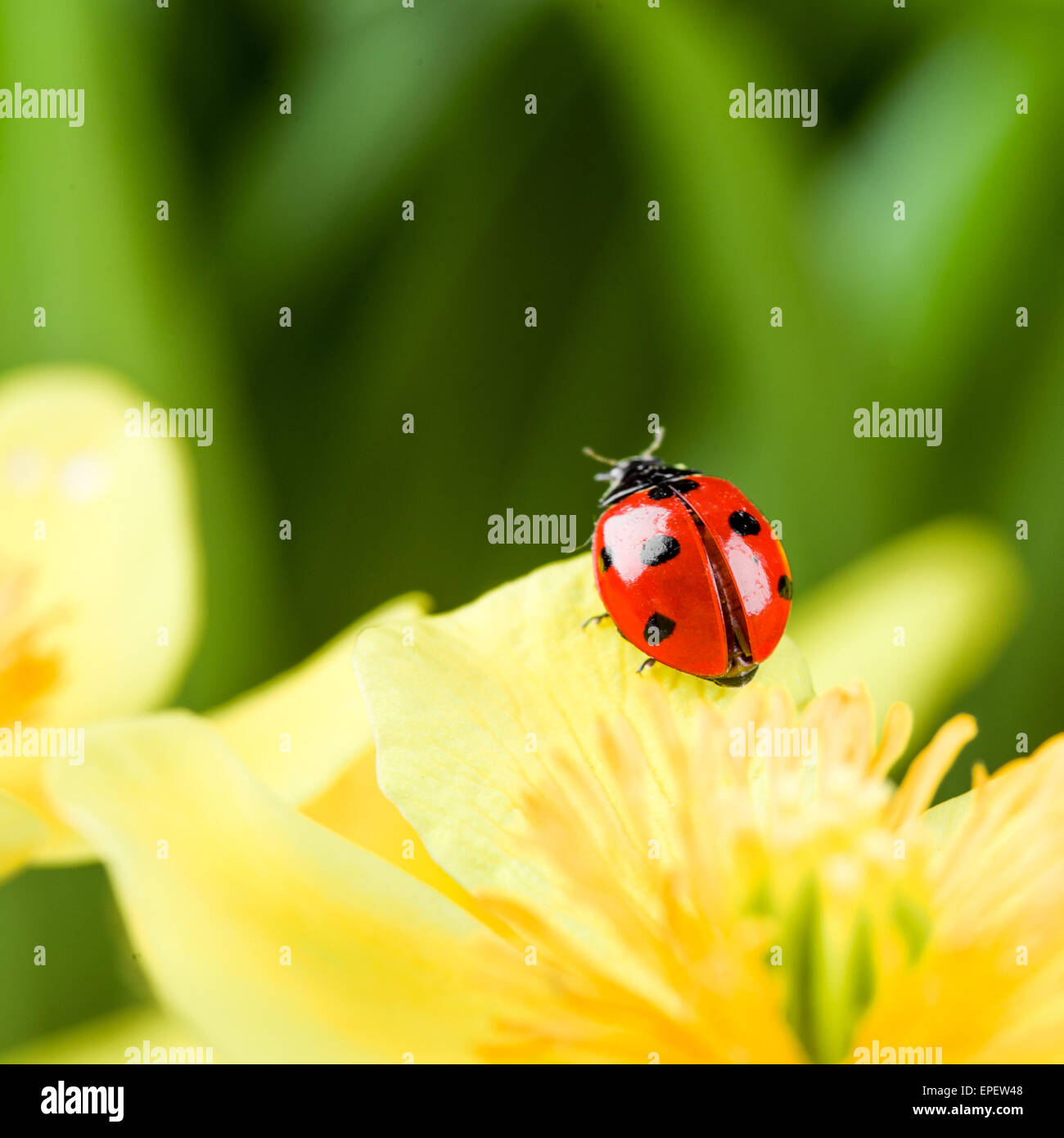 ladybug on yellow flower Stock Photo - Alamy