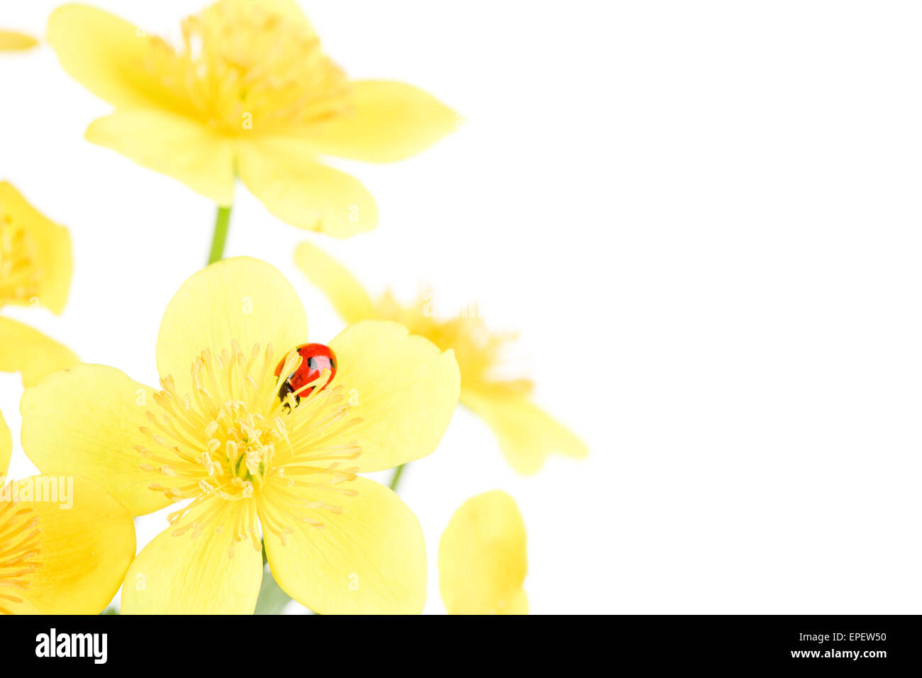 Ladybug on a yellow flower Stock Photo - Alamy