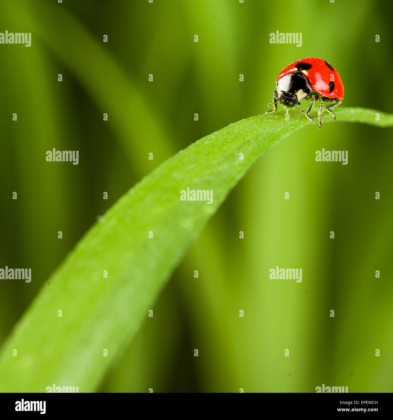 Ladybug on grass hi-res stock photography and images - Alamy