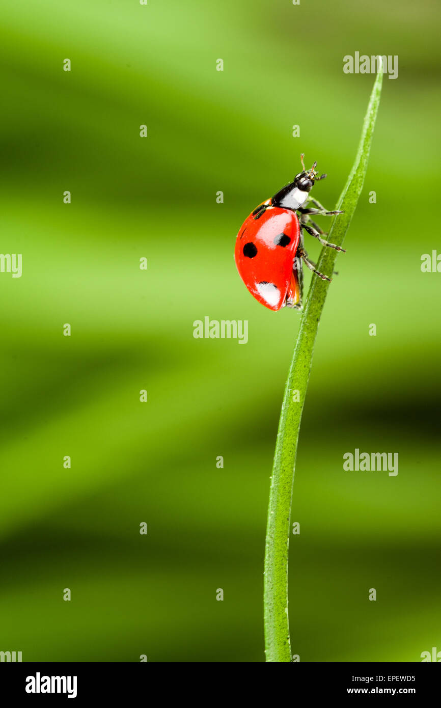 red ladybug on green grass Stock Photo - Alamy