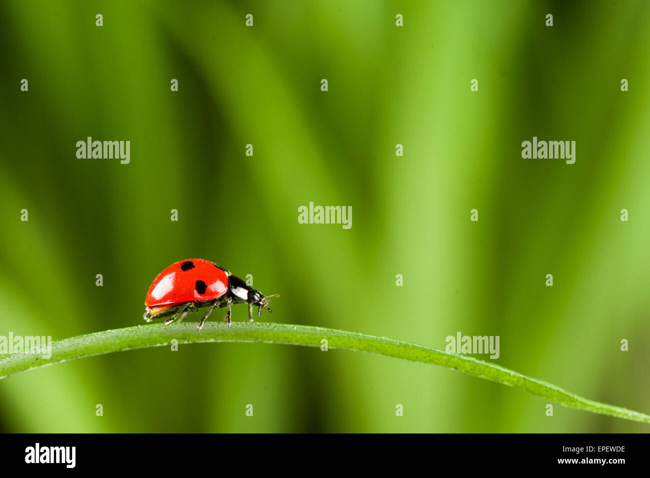 Ladybug on Grass Over Green Bachground Stock Photo - Alamy