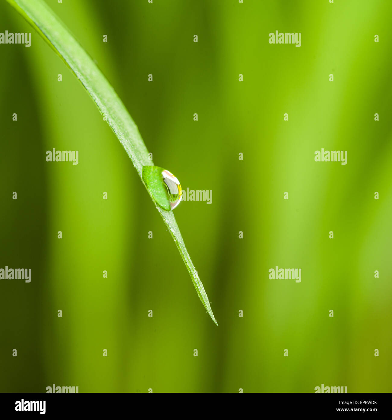 morning dew drop falling from fresh green grass Stock Photo - Alamy