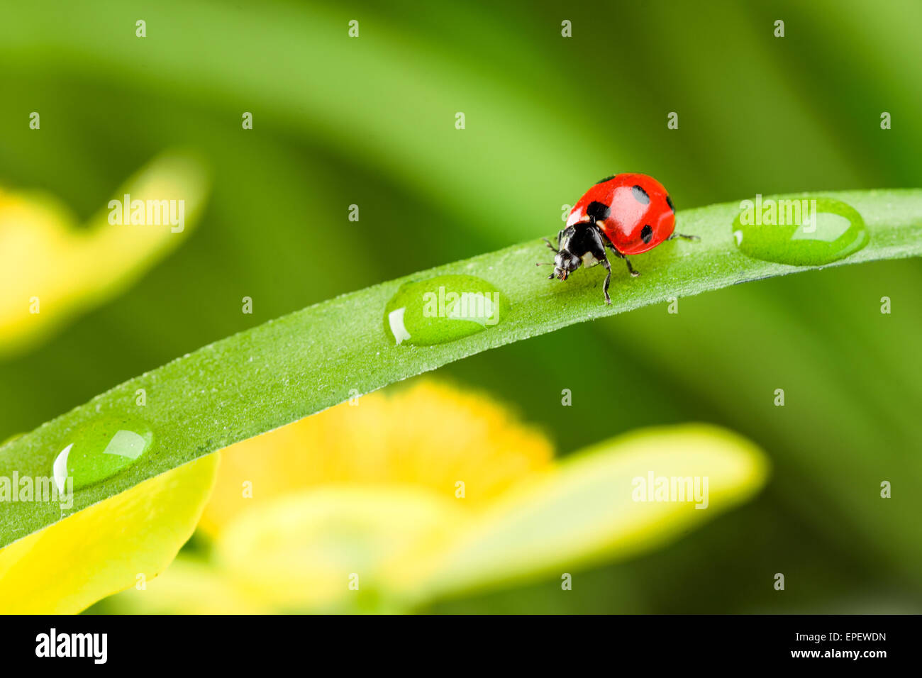 red ladybug on green grass Stock Photo - Alamy