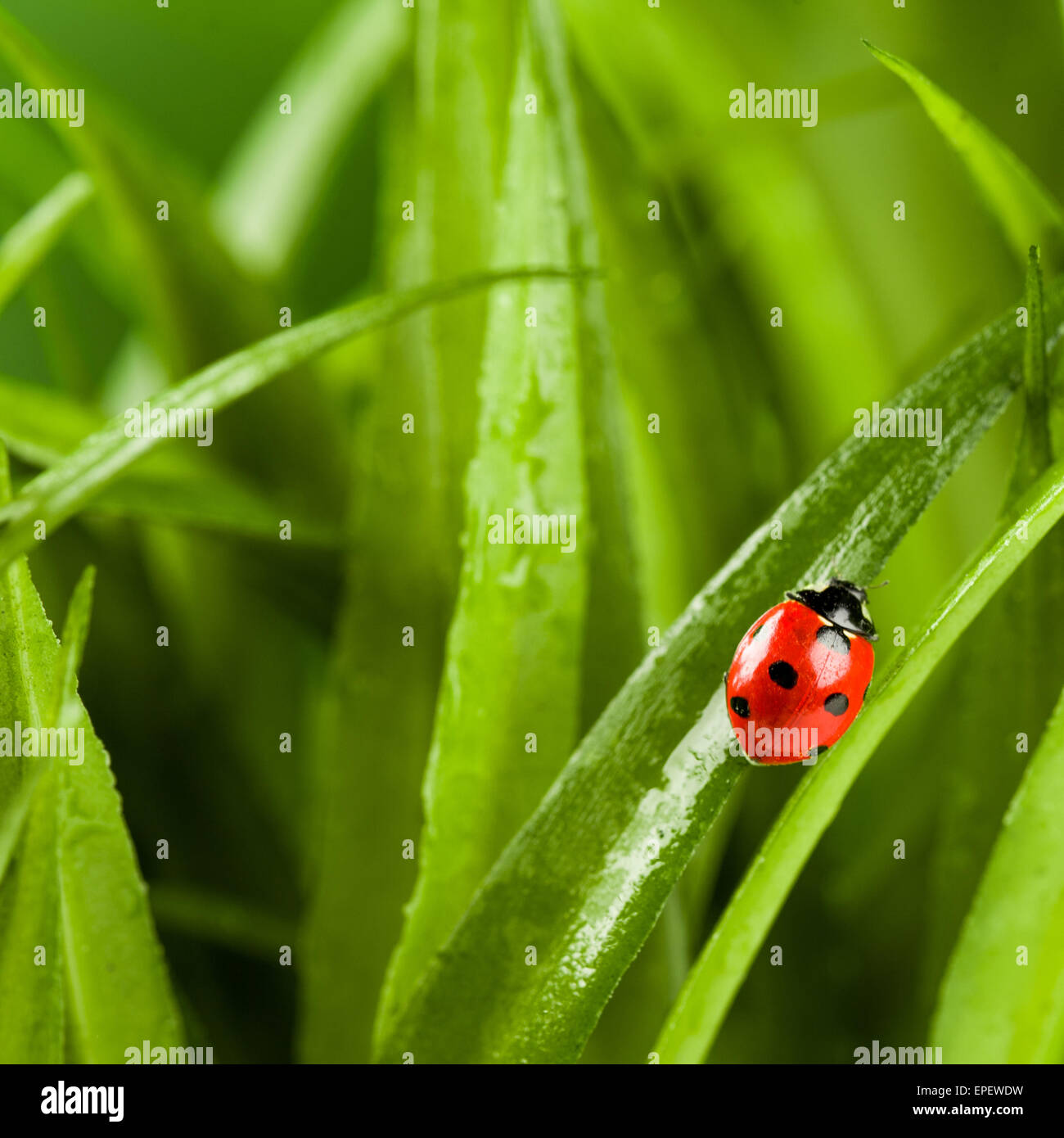 Ladybug running along on blade of green grass Stock Photo - Alamy