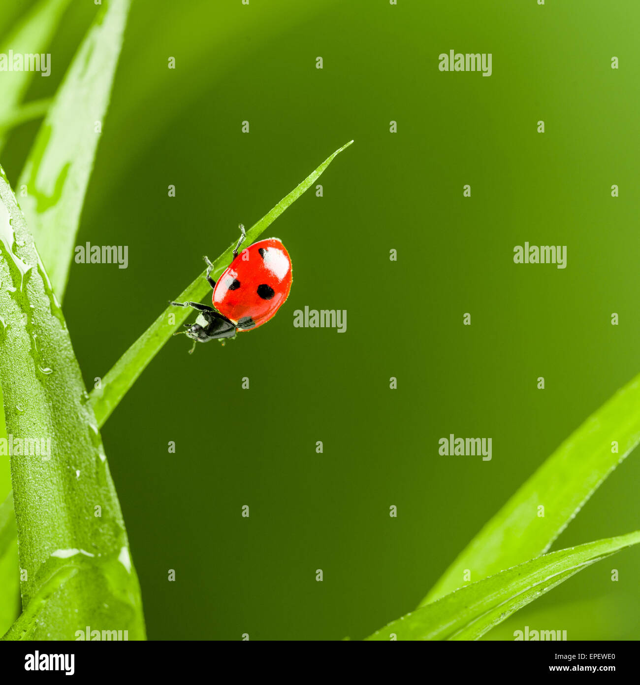 red ladybug on green grass Stock Photo - Alamy