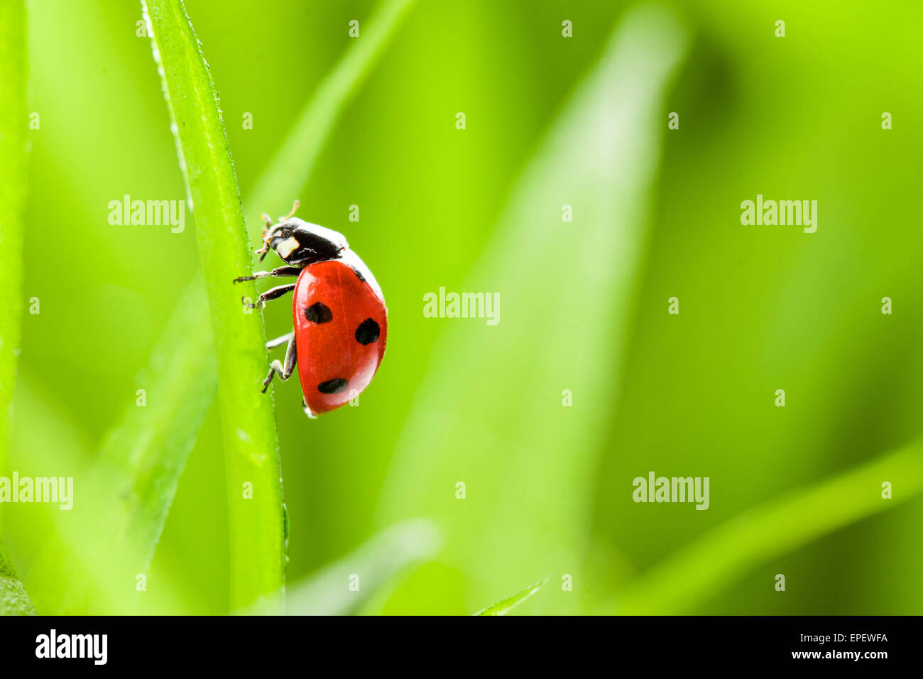 Ladybug antenna hi-res stock photography and images - Alamy