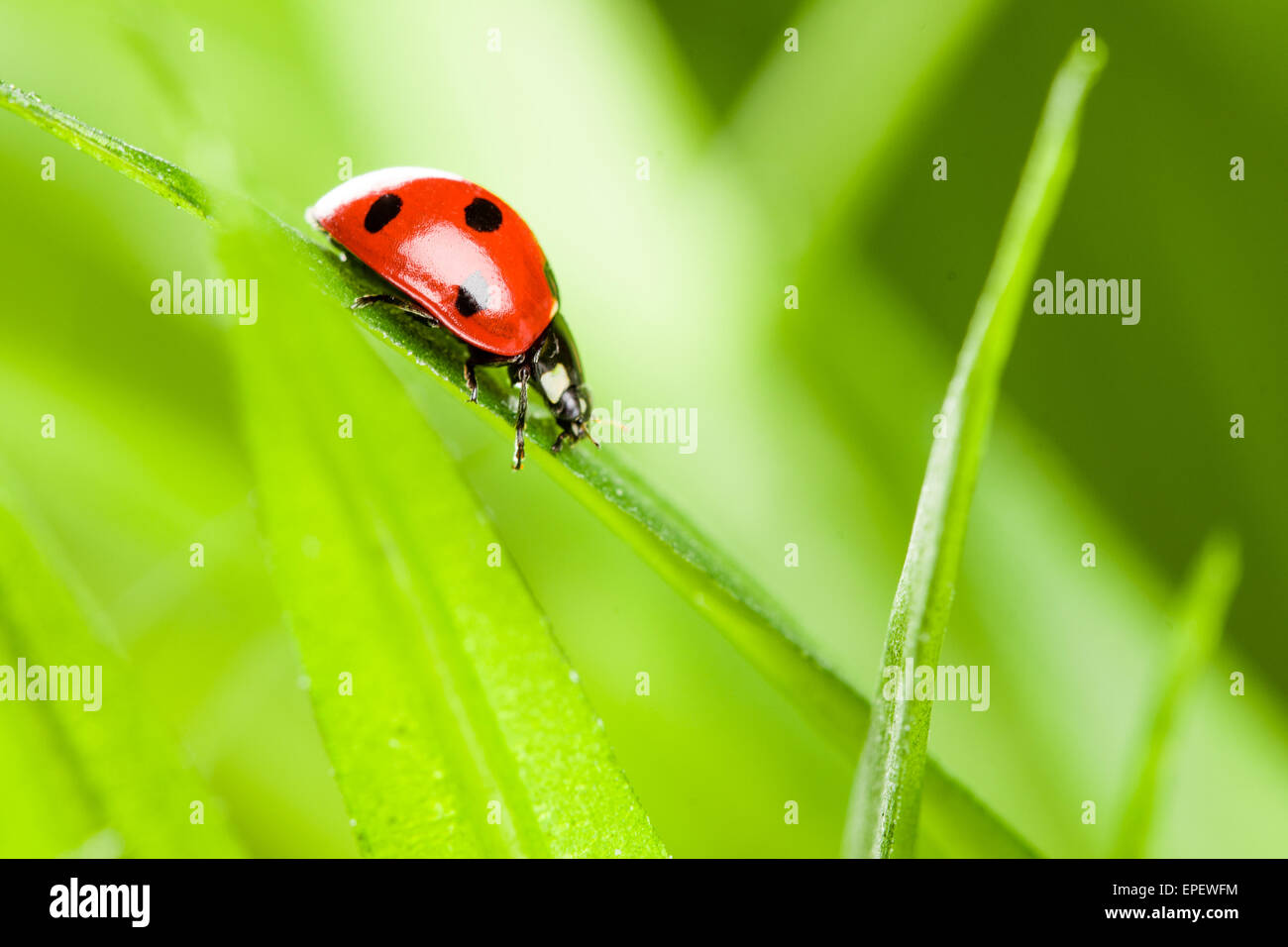 Ladybug running along on blade of green grass Stock Photo - Alamy